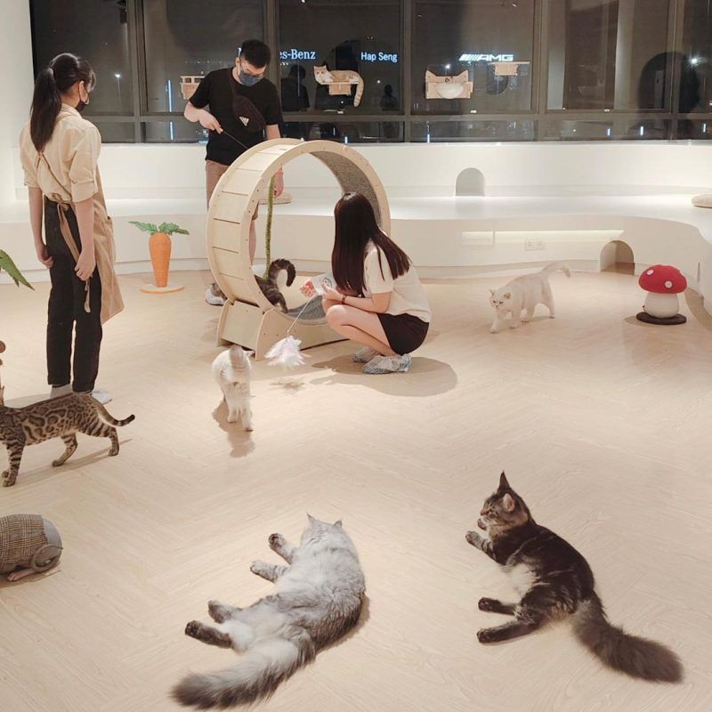 雪隆7家治愈系猫咪咖啡馆| 品 PIN Prestige Malaysia